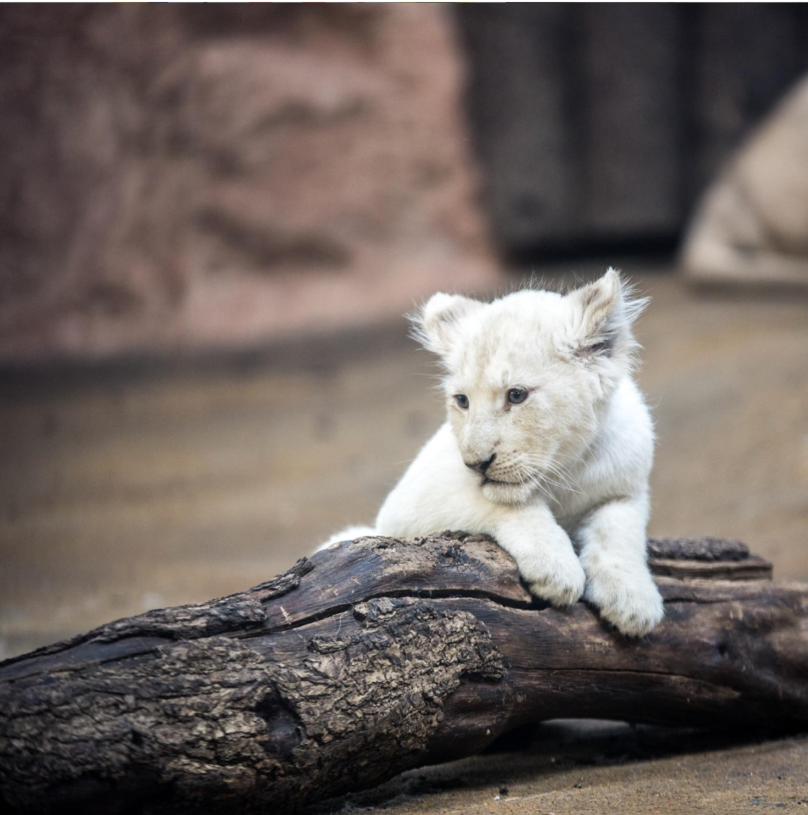 Leo Season – Shannon Astrology